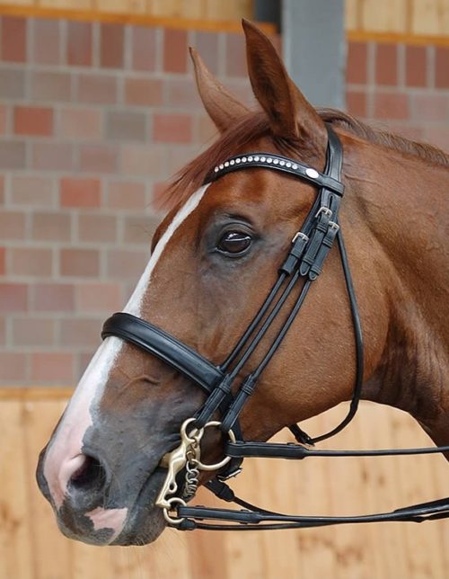 Dressage Double Bridles Archives - Butet Saddles, Dyon Equestrian, GPA ...