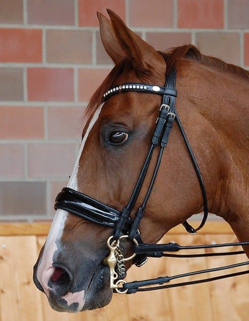 Dressage Double Bridles Archives - Butet Saddles, Dyon Equestrian, GPA ...